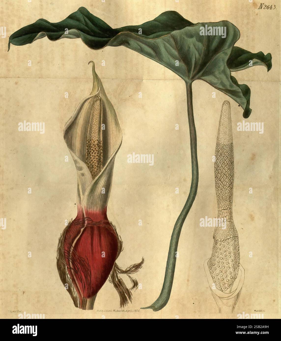 Curtis's Botanical Magazine London New York Botanical Illustration ...