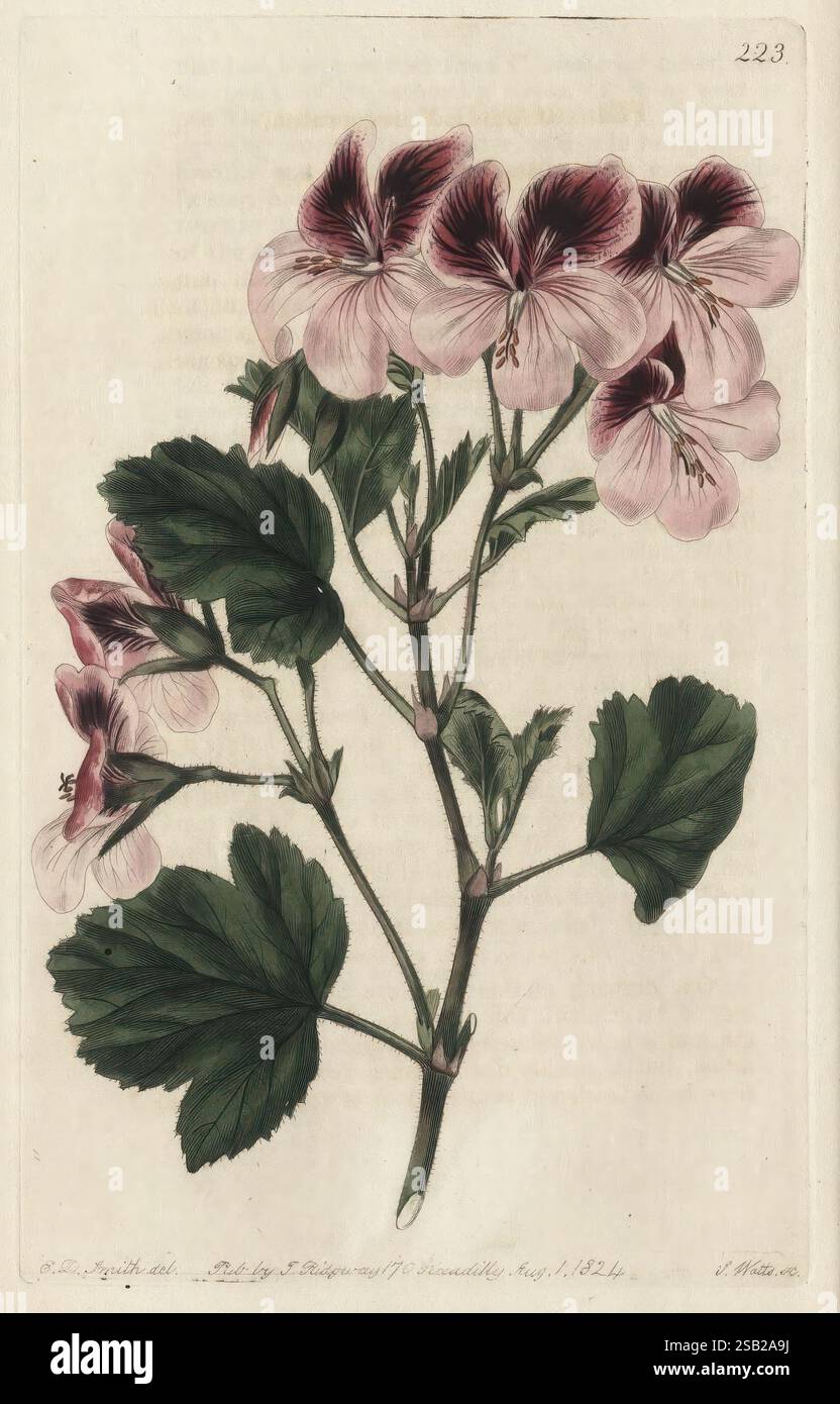 Delicategeranium plant hi-res stock photography and images - Alamy