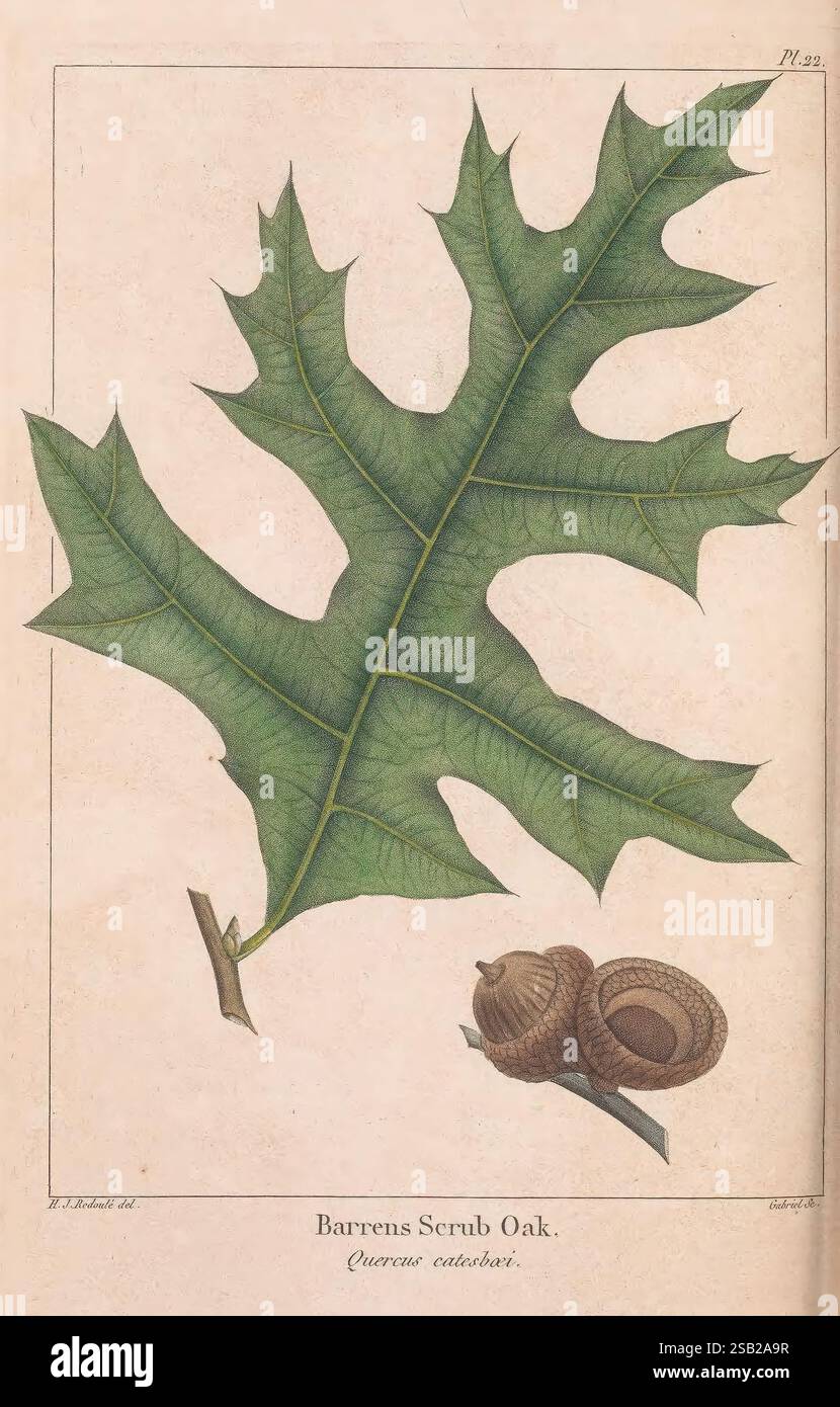 The North American sylva, Philadelphia, R.P. Smith, 1853, botany, North ...