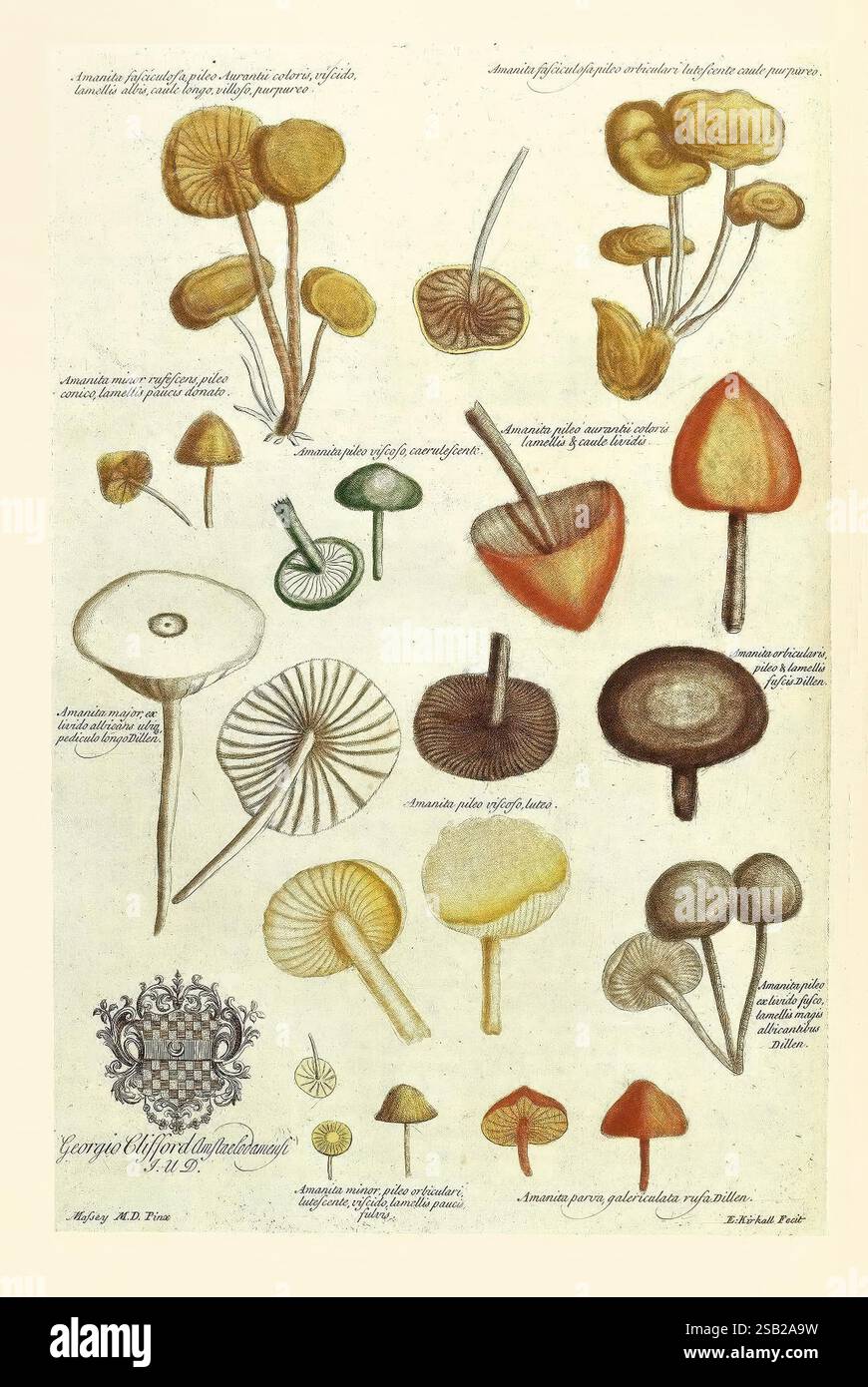 Historical fungi works hi-res stock photography and images - Alamy