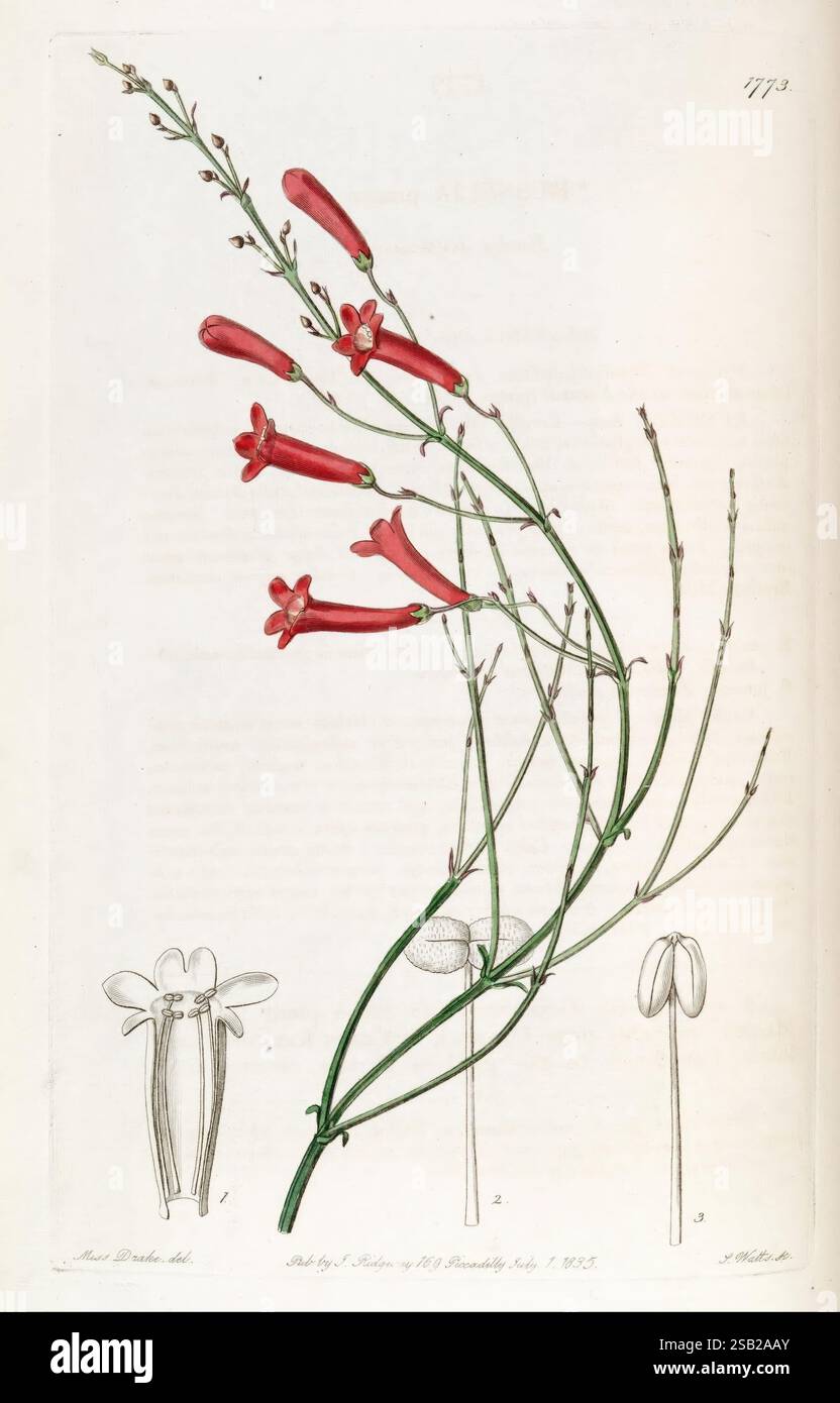 Flor tubular hi-res stock photography and images - Alamy