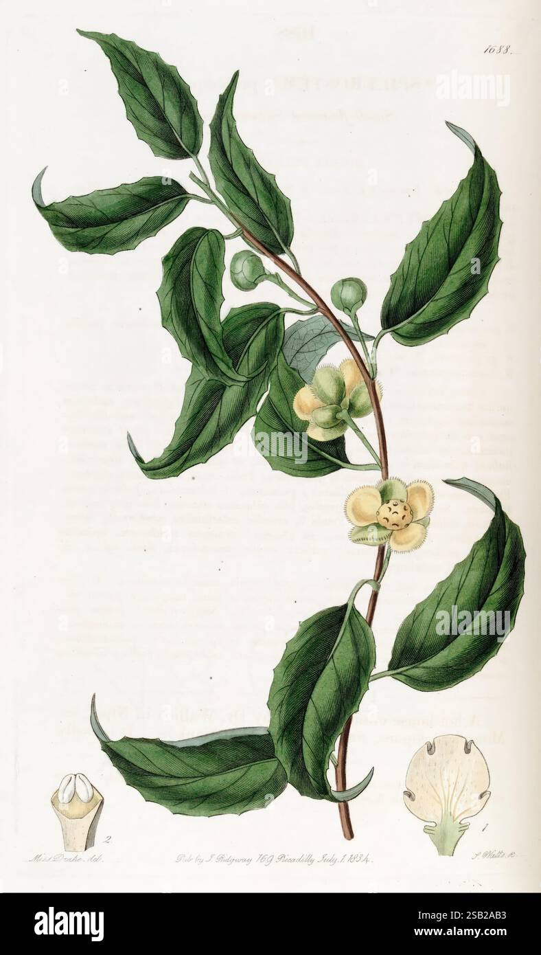 Edwards's botanical register, London, James Ridgway, 1829-1847, 1829 ...