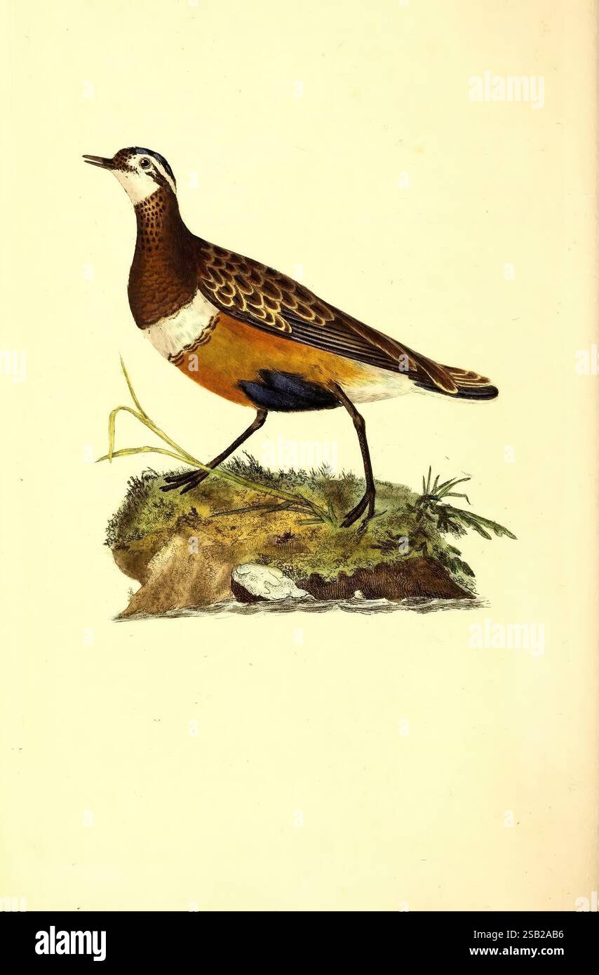 Slender bird depicted hi-res stock photography and images - Alamy