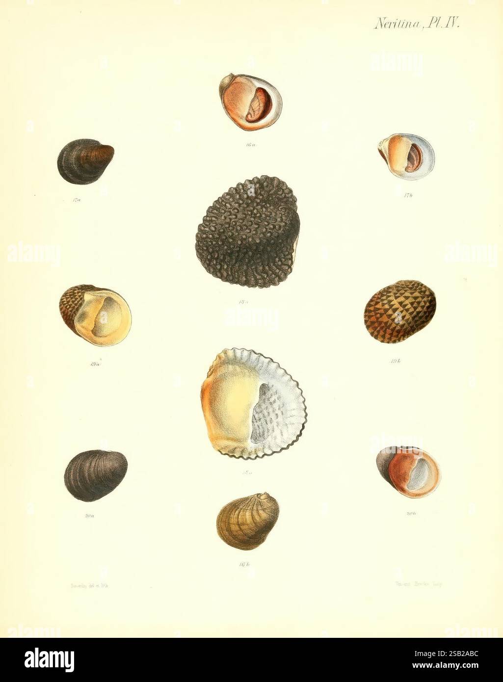 Two distinct types of scallop shells hi-res stock photography and ...