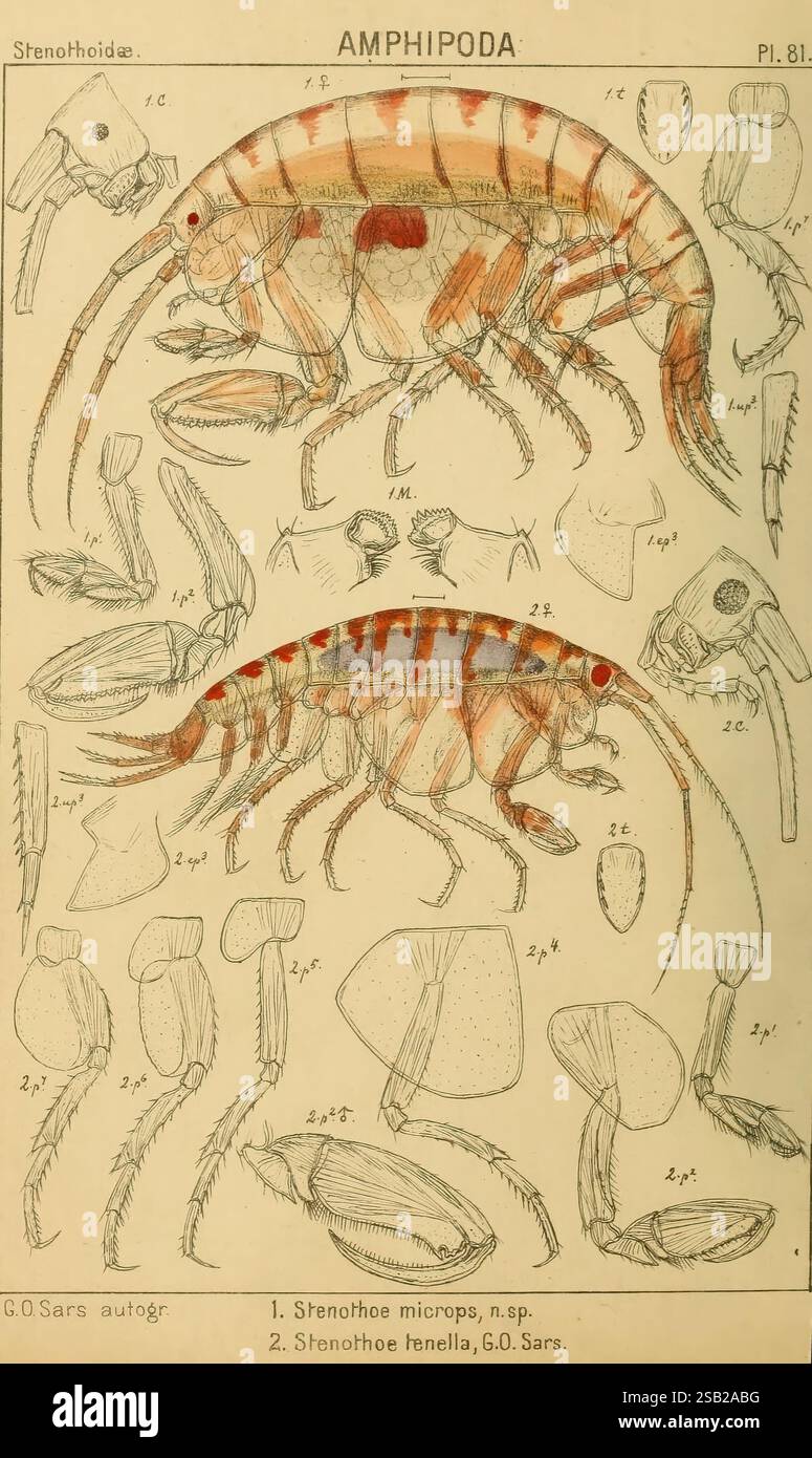 Illustrated taxonomy chart hi-res stock photography and images - Alamy