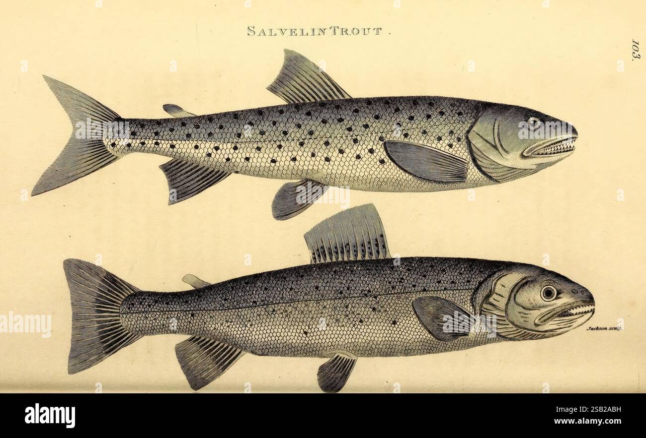 Fish exhibit streamlined bodies hi-res stock photography and images - Alamy