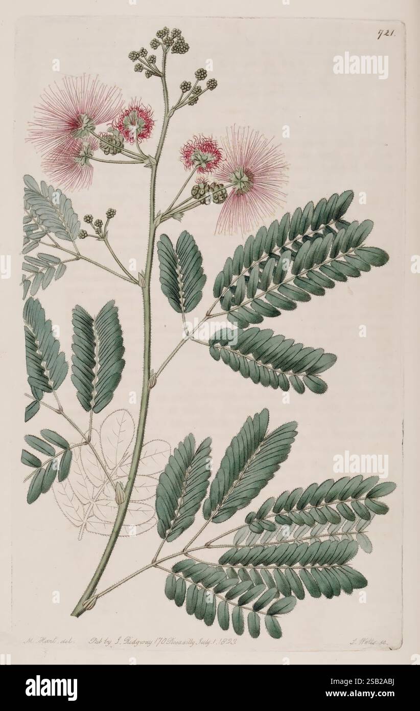 The Botanical Register London Printed for James Ridgway 1815-1828 1815 ...