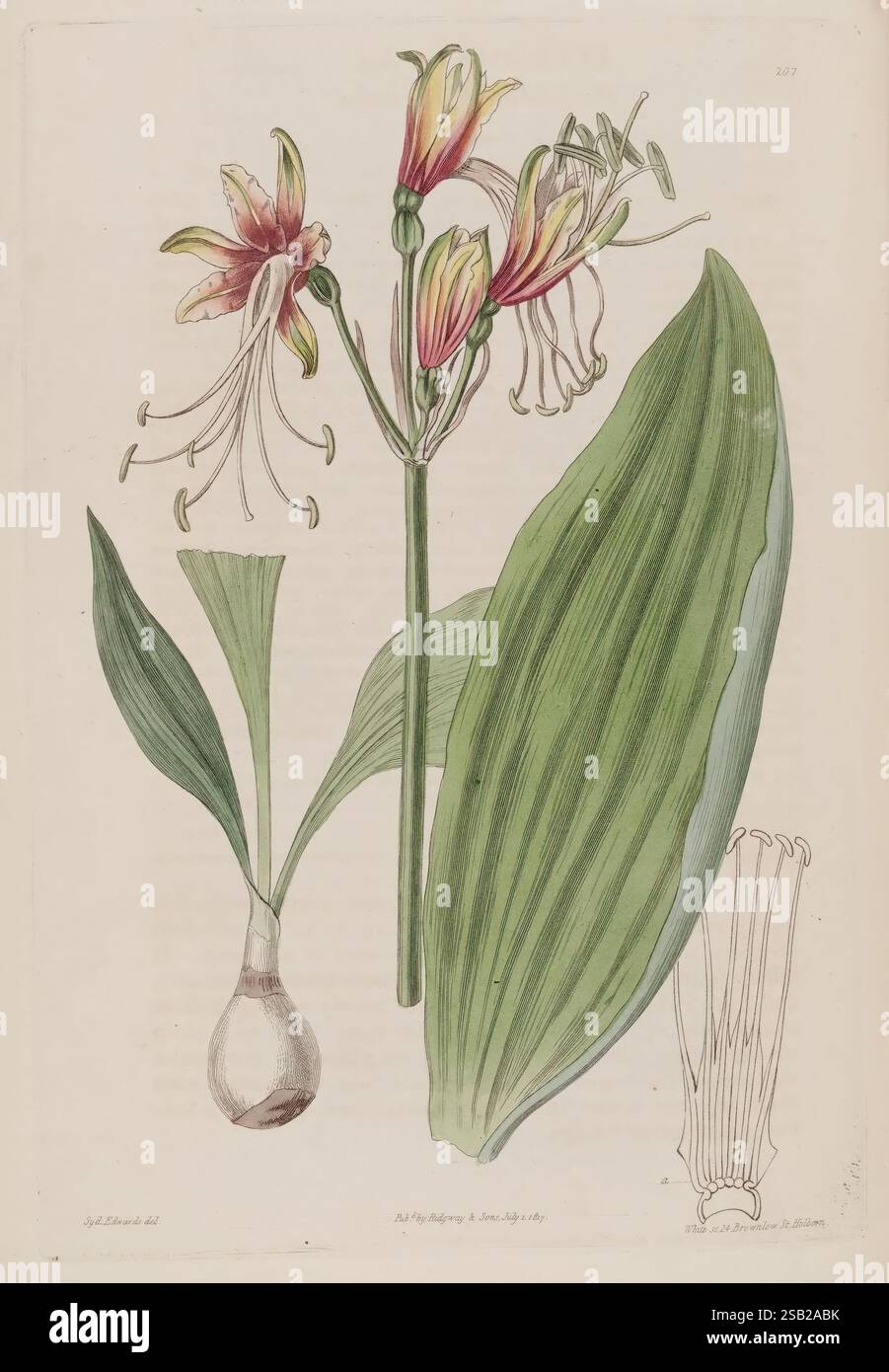 The Botanical Register London Printed for James Ridgway 1815-1828 1815 ...