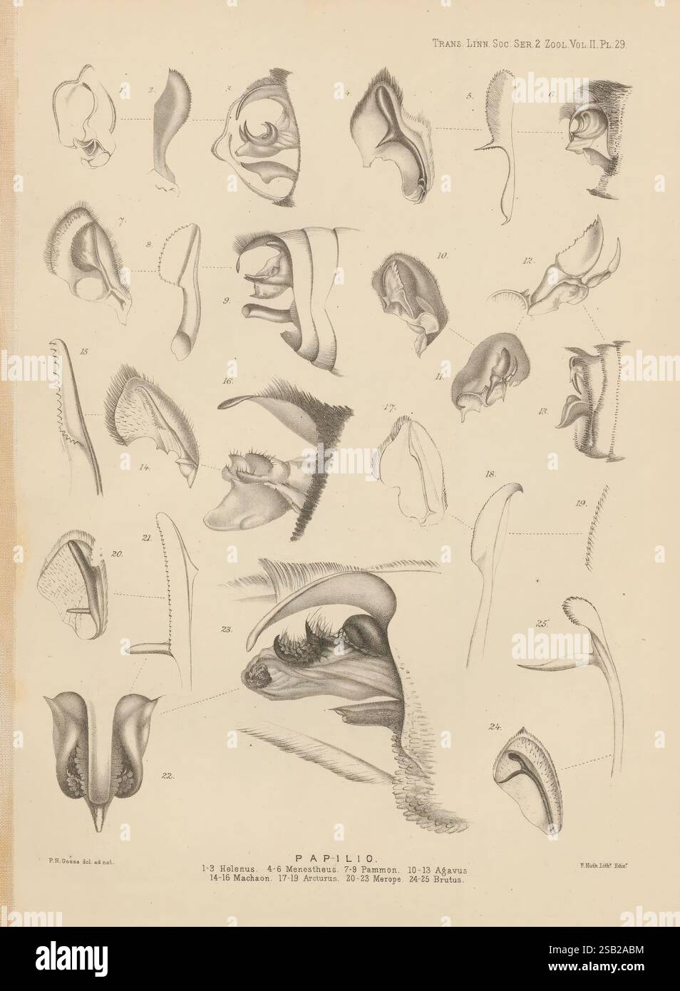 Transactions of the Linnean Society of London, London, The Society ...