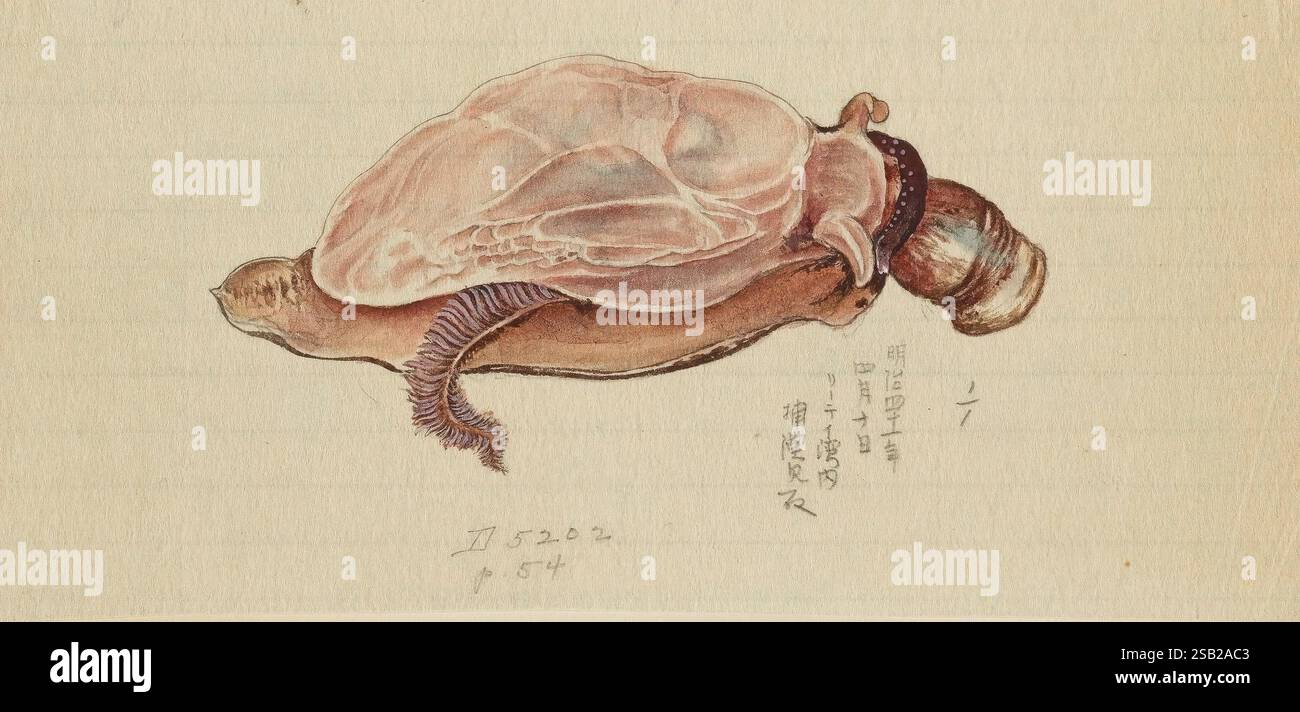 Notes Description of specimens collected on the Philippine Expedition ...