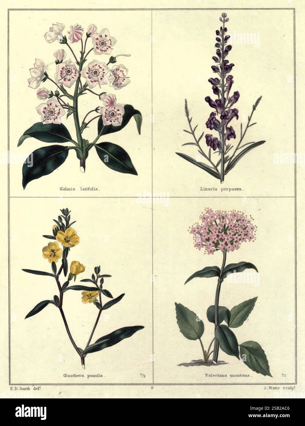 The botanic garden London, Simpkin & Marshall, 1825, botany ...