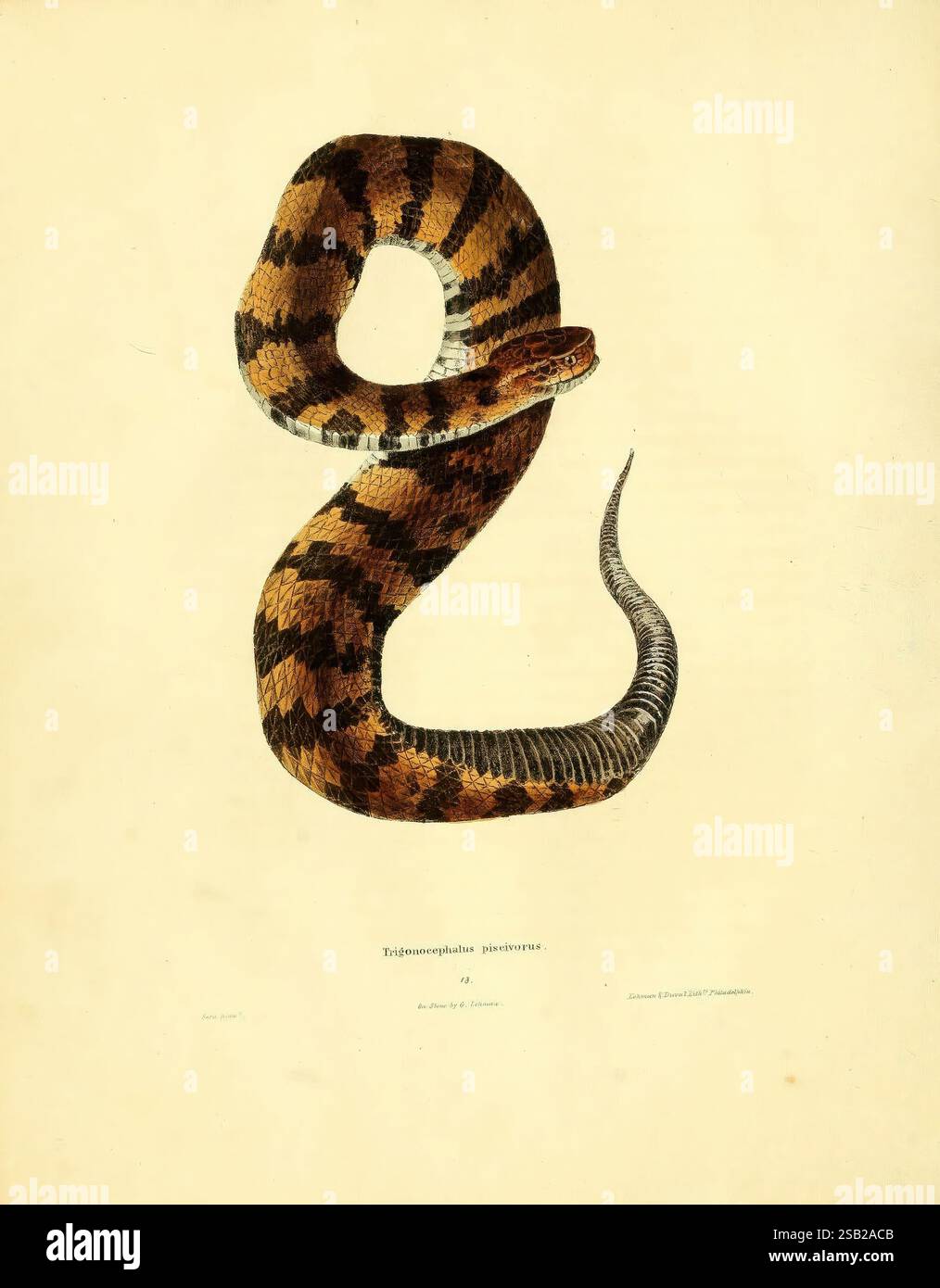 Species tretomophis pictus hi-res stock photography and images - Alamy