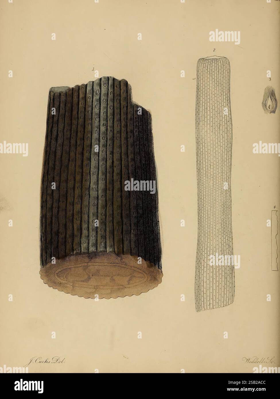 A pictorial atlas of fossil remains, 1850, paleontology, pictorial ...