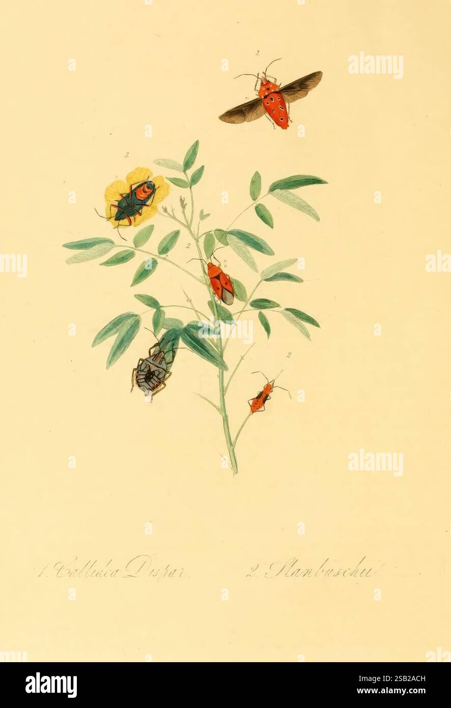 Natural history of the insects of China, 1842, China, insects ...