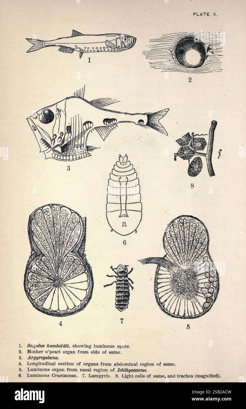 Livinghts, London, Sampson, Low, Marston, 1887, zoology ...