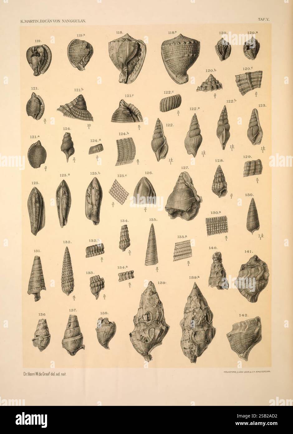 Die Fauna des Obereocäns von Nanggulan, auf Java, Leiden, E.J. Brill ...