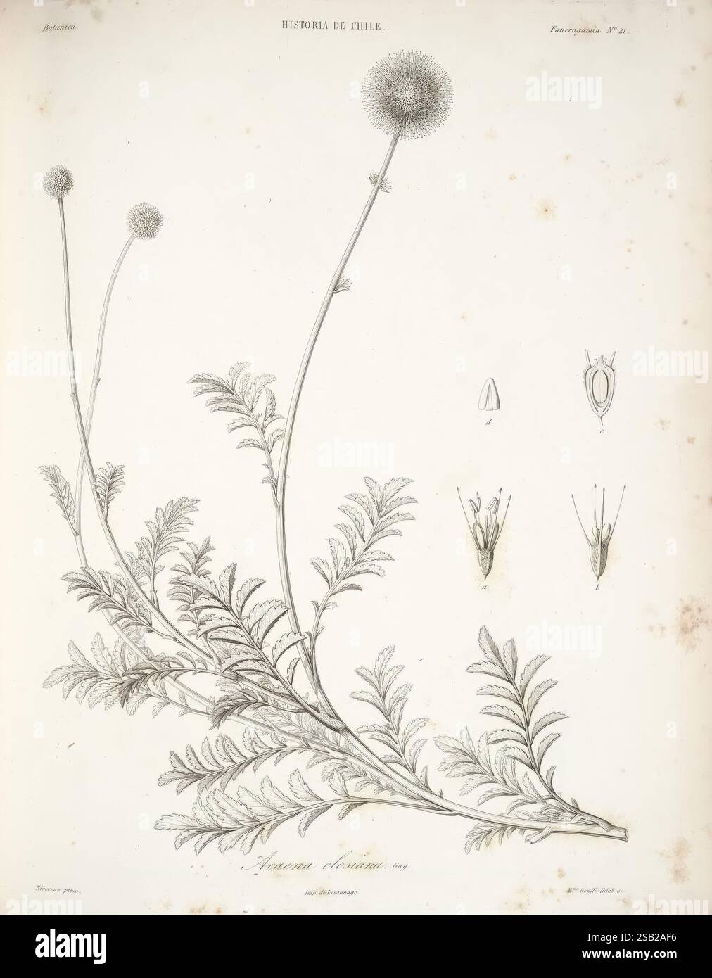 Historia, fisica, y, politica, de, Chile, segun, documentos, adquiridos ...