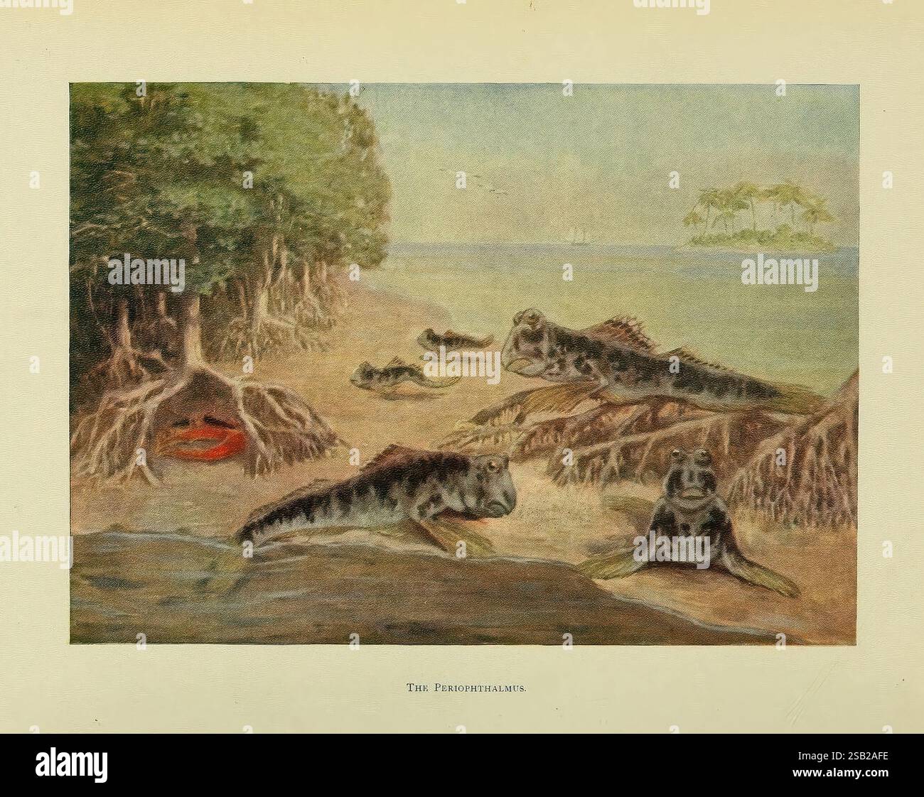 Various extinct marine reptiles hi-res stock photography and images - Alamy