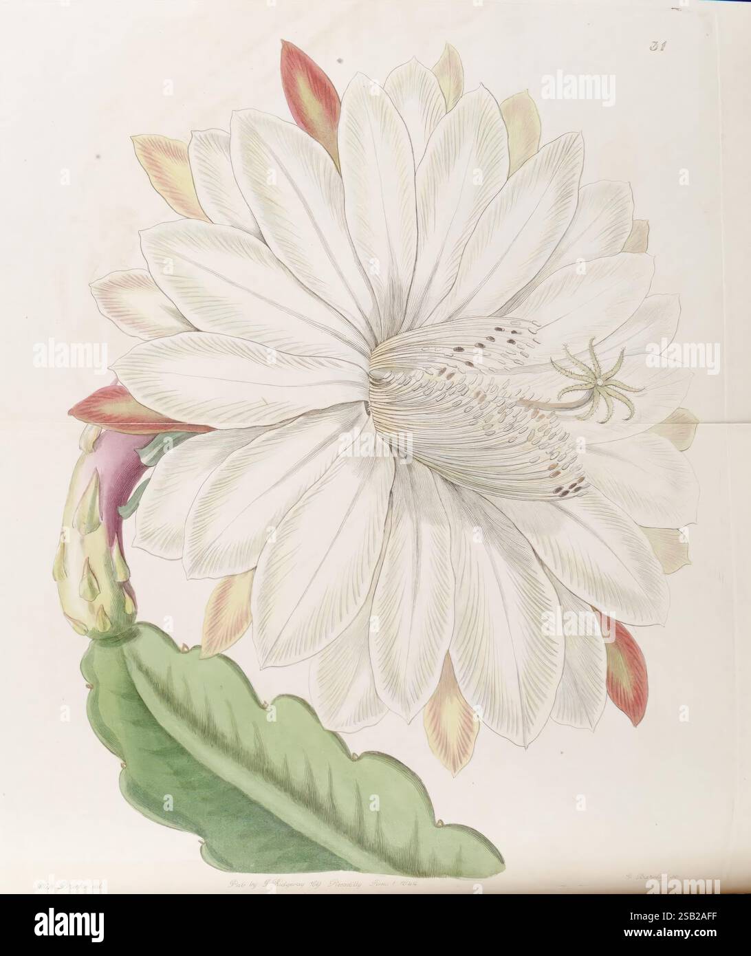 Cereus crenatus hi-res stock photography and images - Alamy