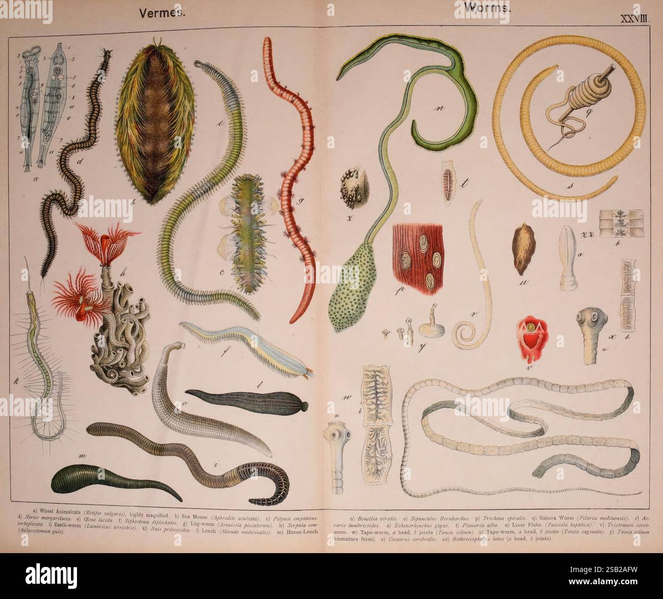 Nematode classifications hi-res stock photography and images - Alamy