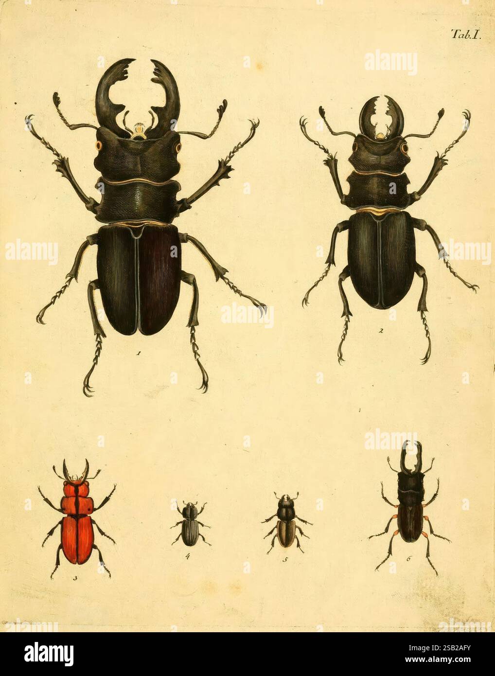 Smaller black beetles hi-res stock photography and images - Alamy