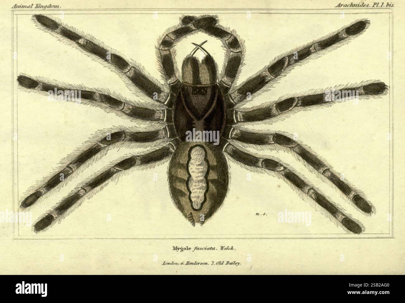 The animal kingdom, arranged according to its organization London, G ...