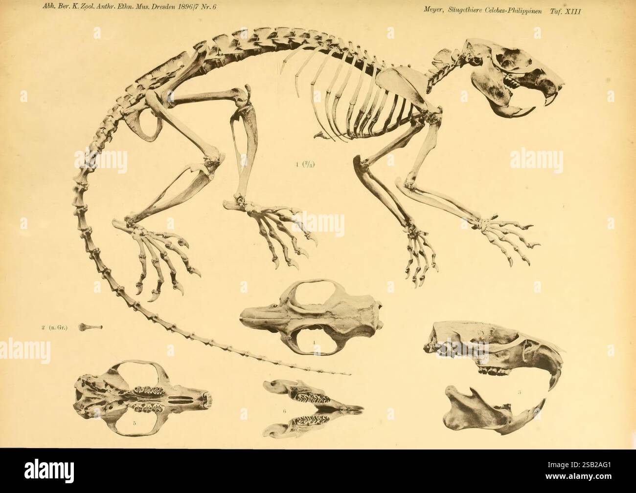 Complete skeletal diagram hi-res stock photography and images - Alamy