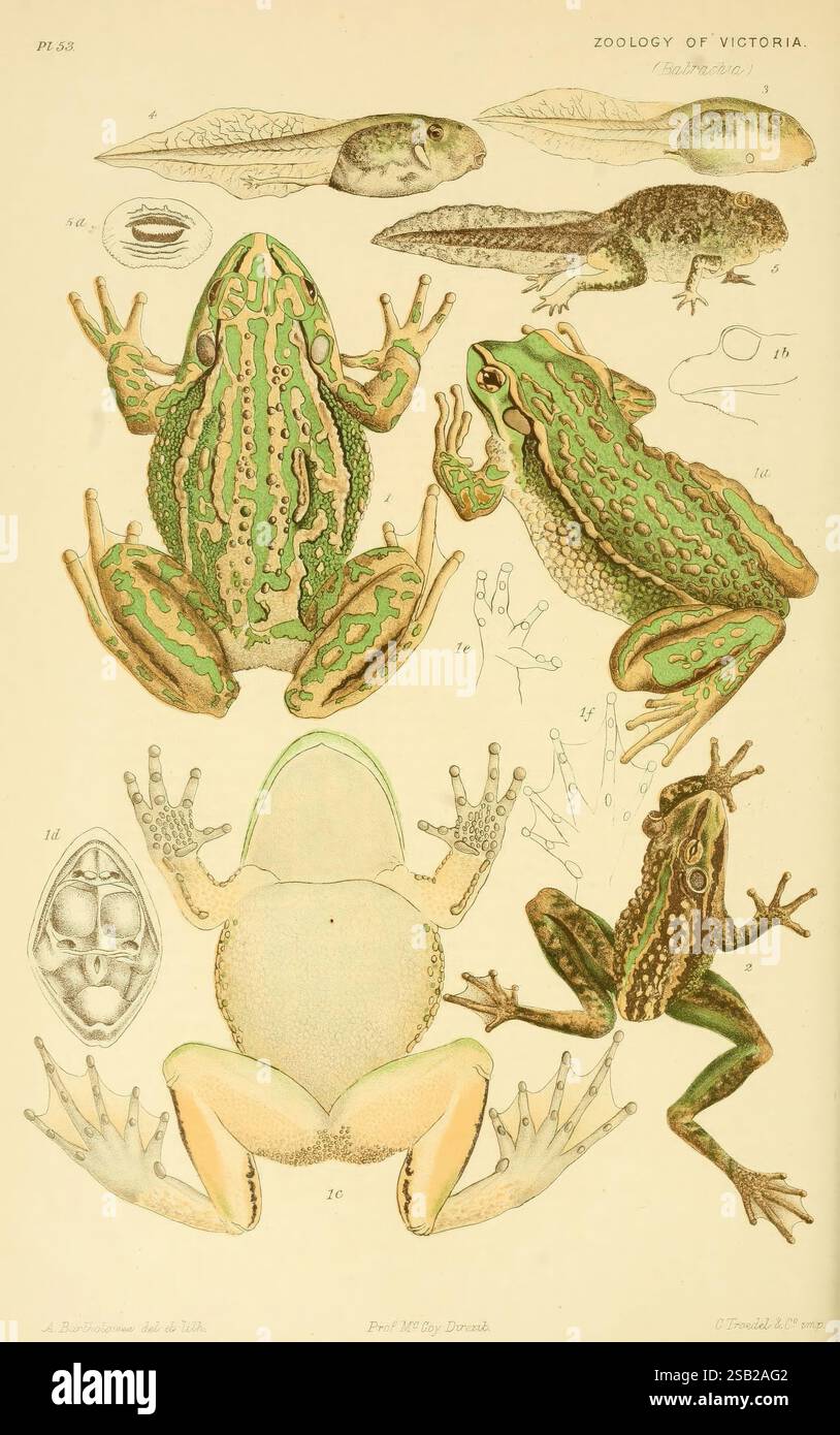 Natural history of Victoria. Dec. 6-10 Melbourne, J. Ferres, government ...