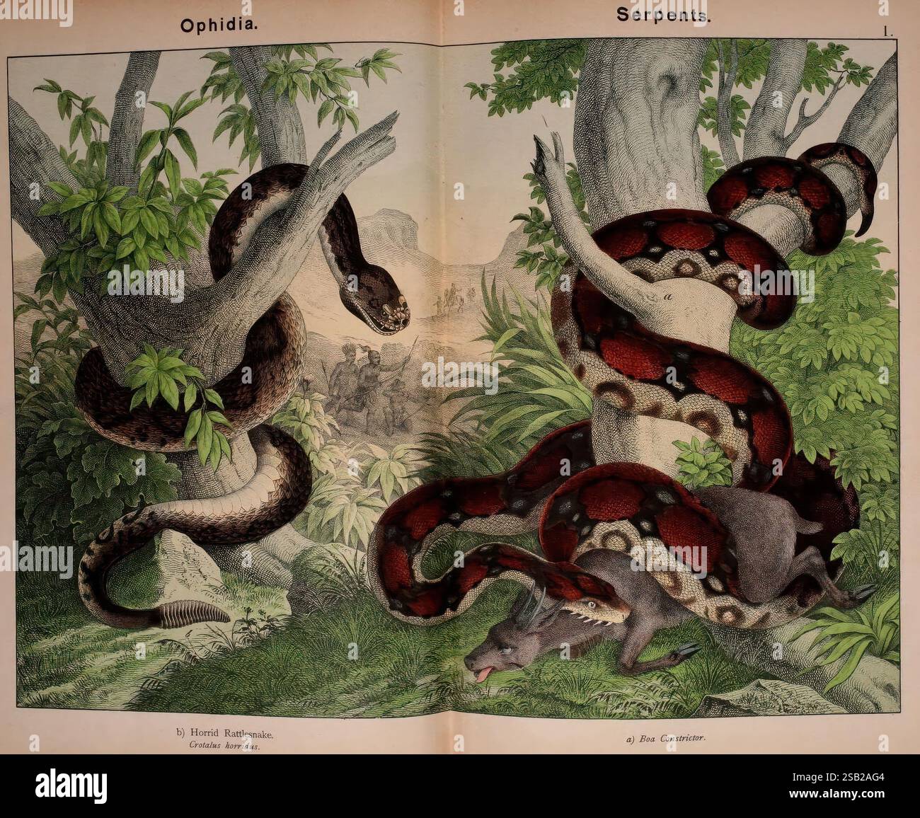 Snake rattlesnake boa taxonomy hi-res stock photography and images - Alamy