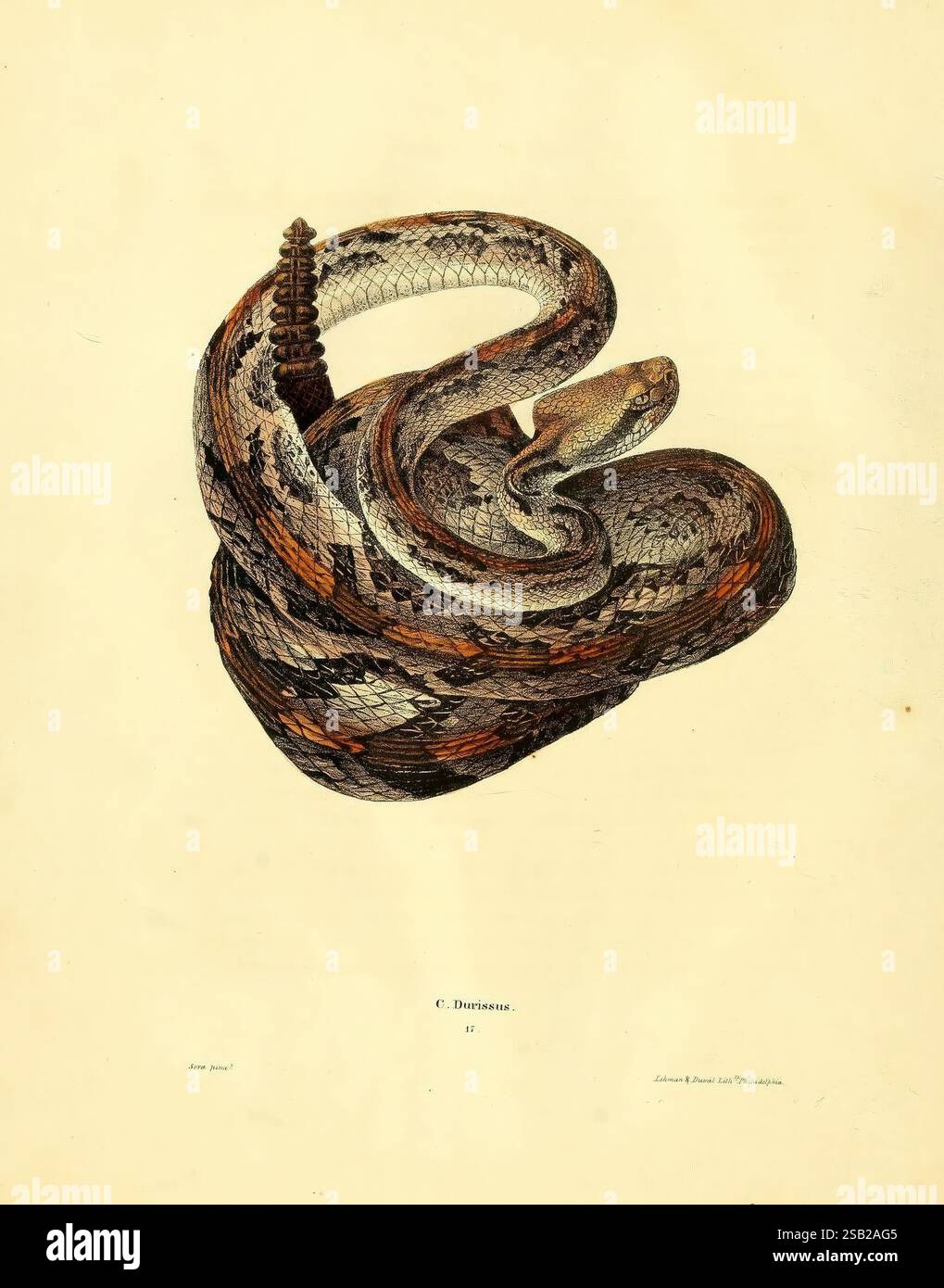 Snakes body exhibits hi-res stock photography and images - Alamy