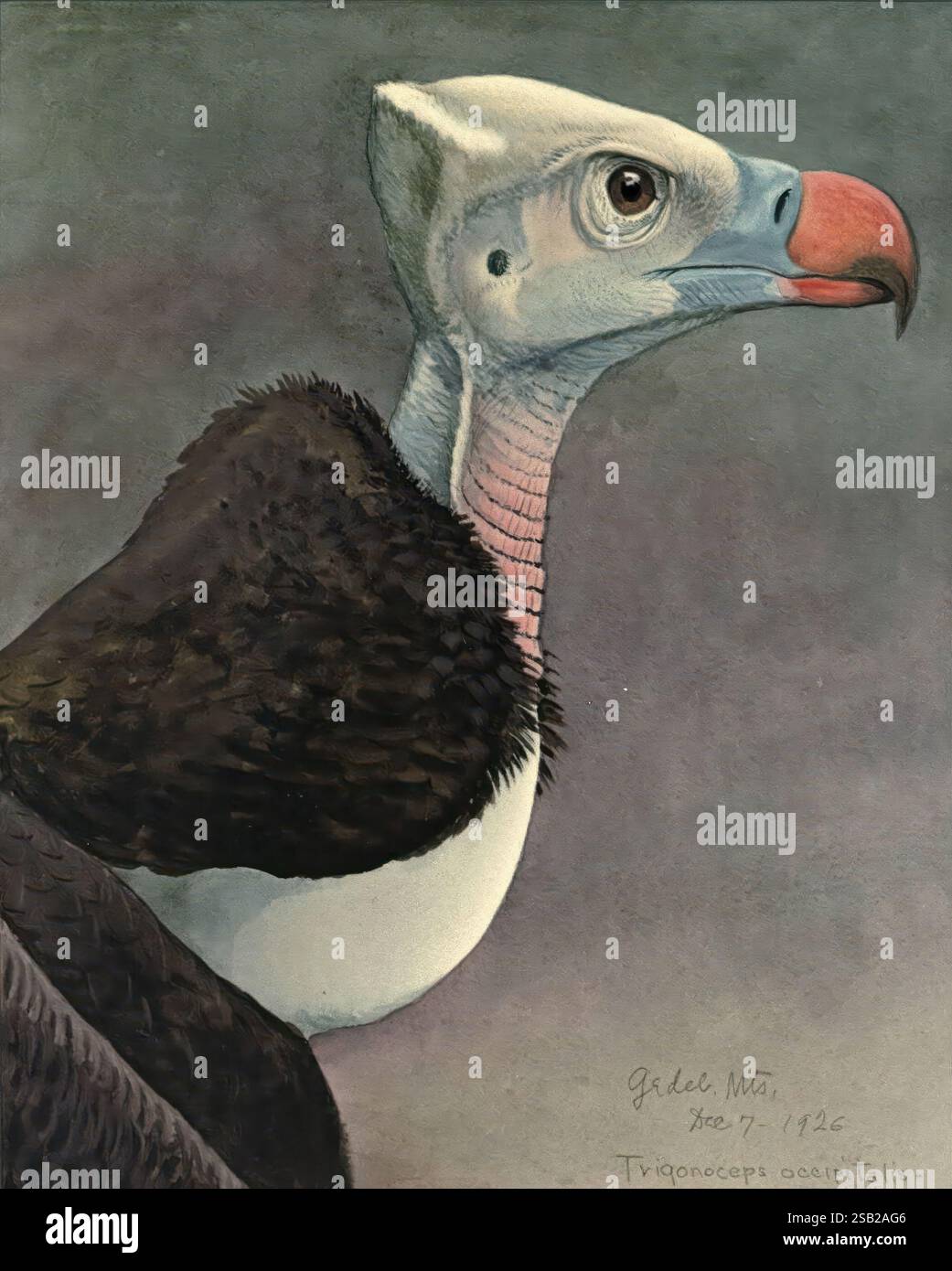 Natural history 1930 birds vulture ethiopia mammals pictorial wo hi-res ...