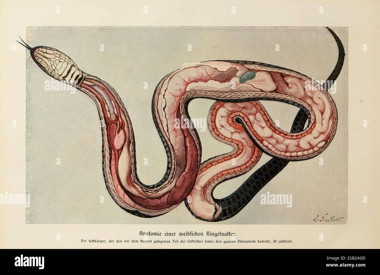 snake internal anatomy