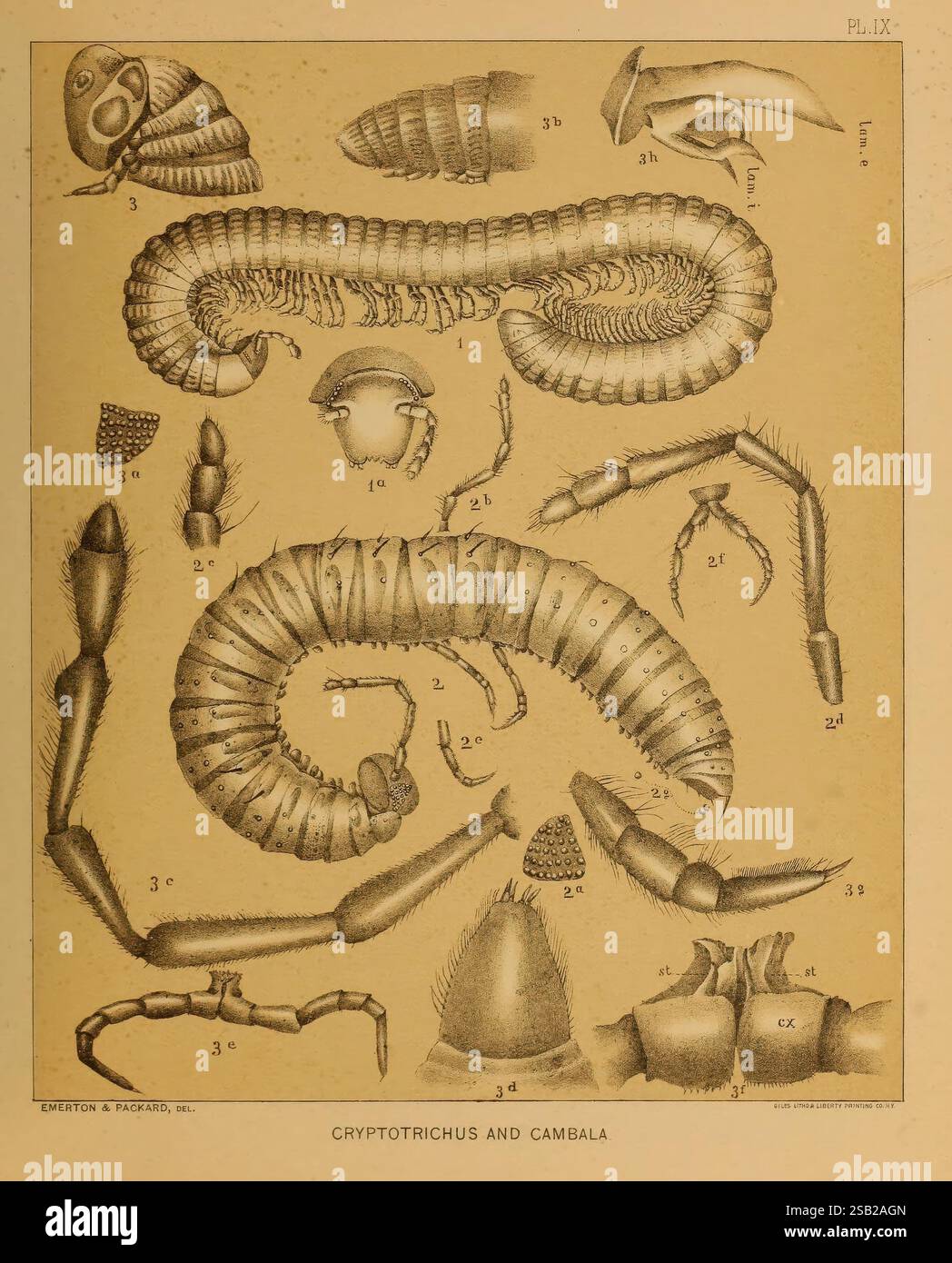 The cave fauna of North America Washington, National Academy of ...