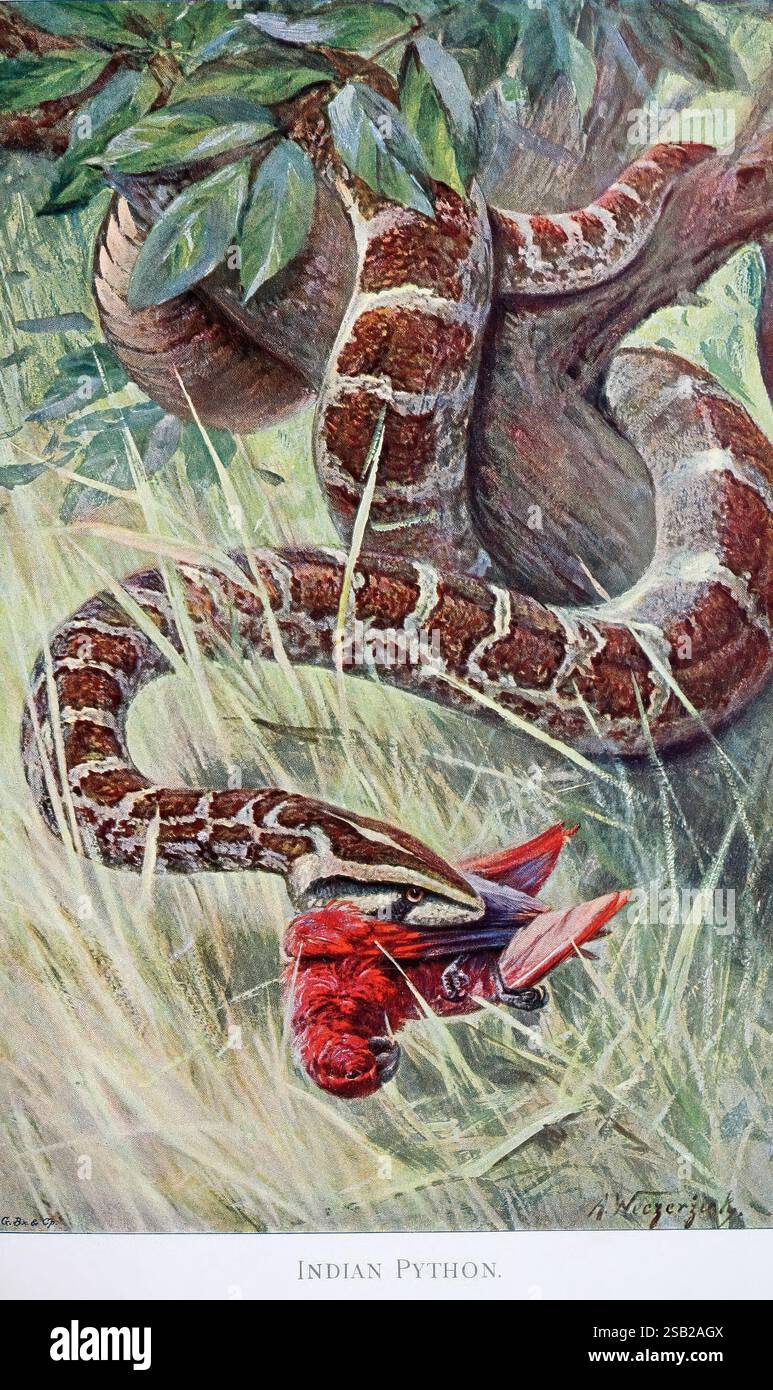 Pythons patterned scales hi-res stock photography and images - Alamy