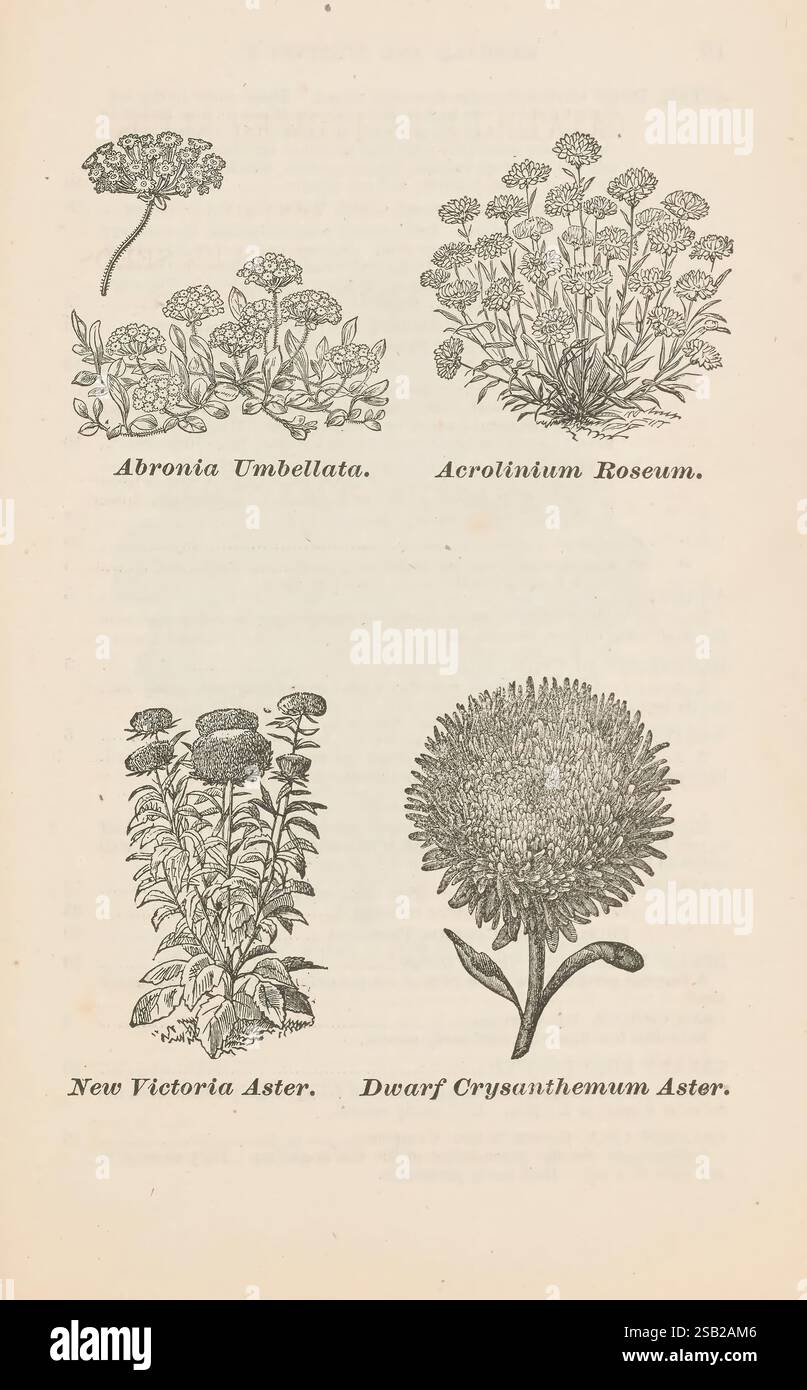 Illustrated, Descriptive, Catalogue, Garden, Field, Flower, Seeds ...