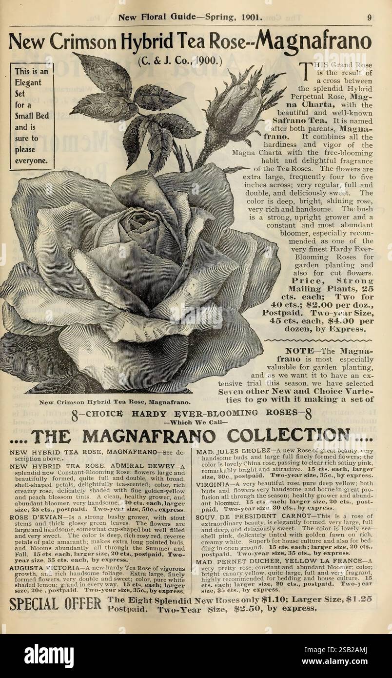 Nursery stock plants ornamental roses seeds conard jones co flow hi-res ...