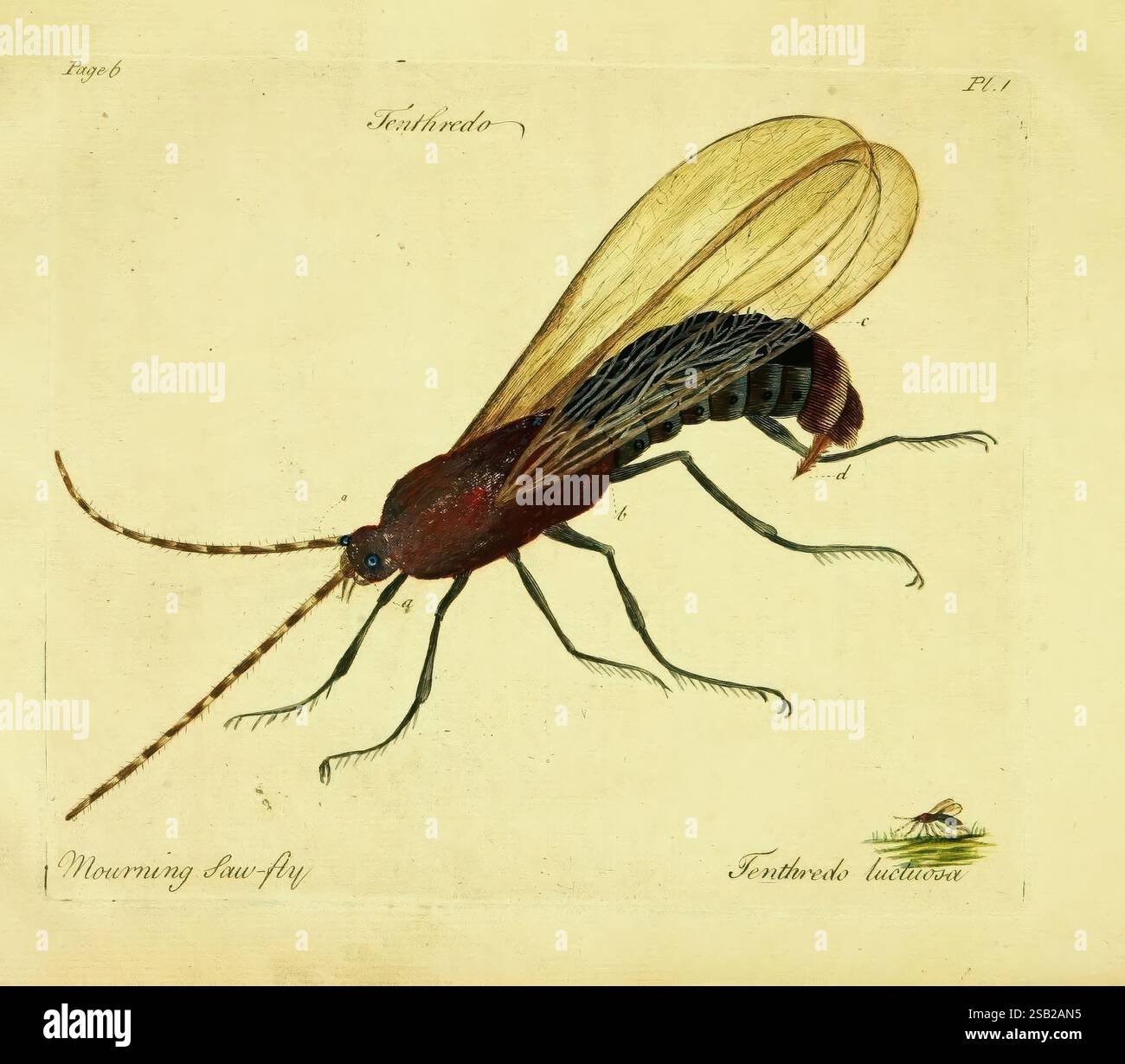 Mourning sawfly hi-res stock photography and images - Alamy