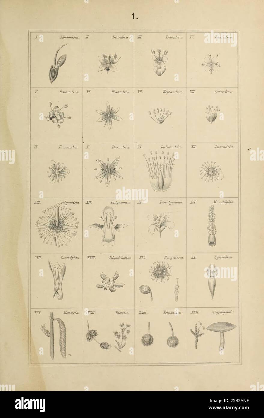 Detailed representations of various flower structures hi-res stock ...