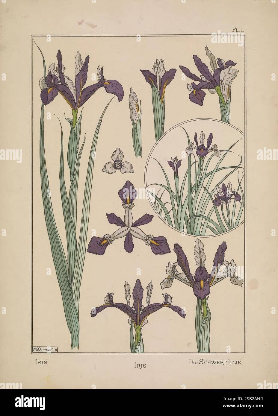 La plante et ses applications ornementales hi-res stock photography and ...