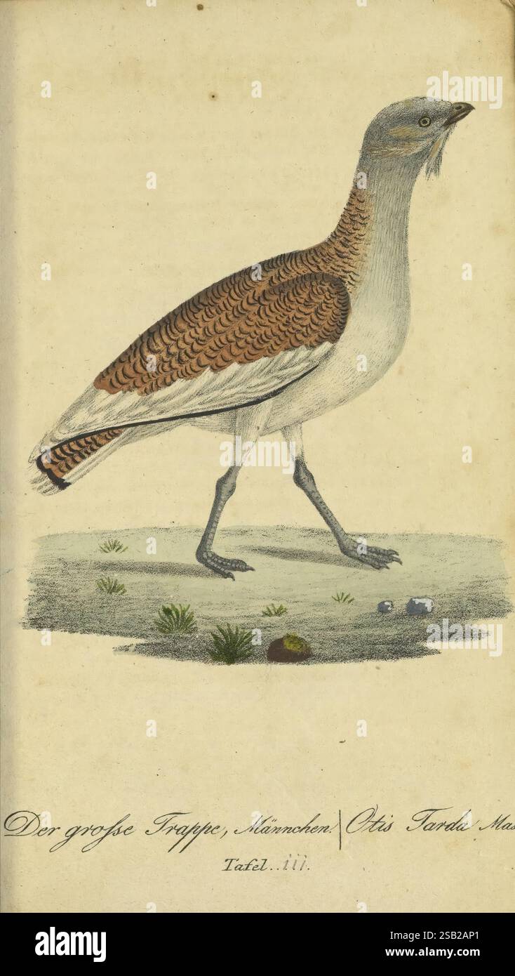 Fauna boica oder gemeinnutzige naturgeschichte der thiere bayer hi-res ...