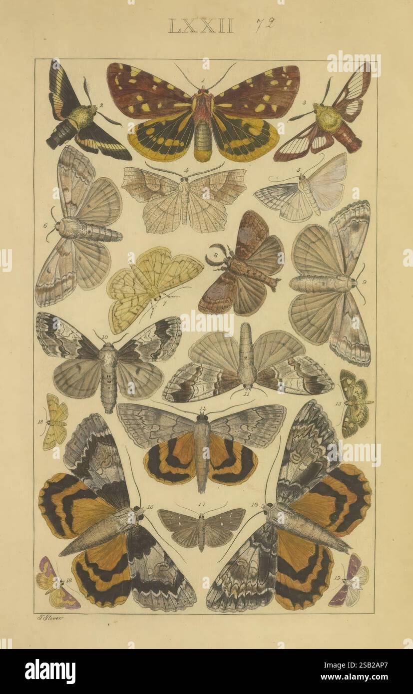 Lepidoptera Manuscript Between 1873-1883? Lepidoptera Lifecycles ...