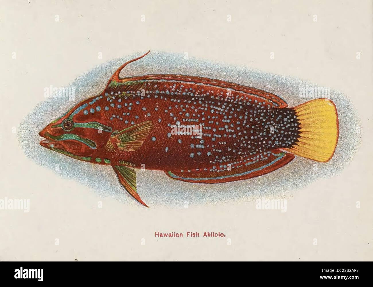 Hawaiian, fishes Honolulu, Island, Curio, Co, [between 1905 and 1910 ...