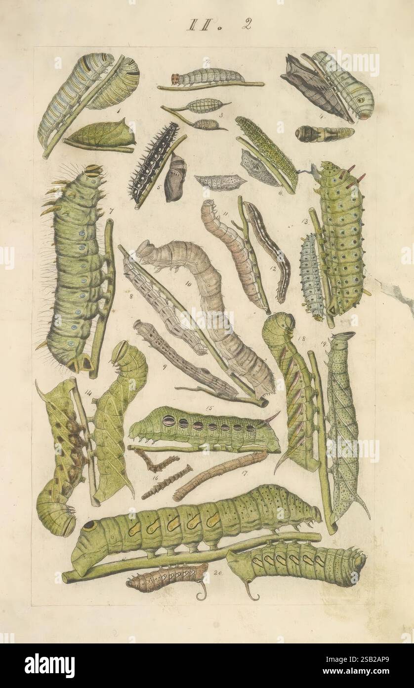 Lepidoptera, manuscript, between 1873-1883?, lepidoptera, life cycles ...