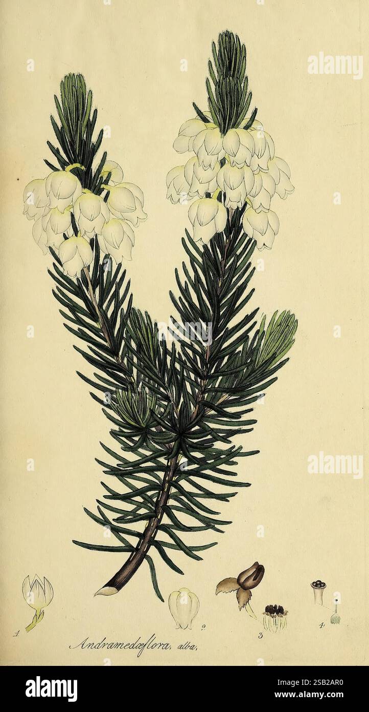 The heathery, or A monograph of the genus Erica, London, Henry G. Bohn ...