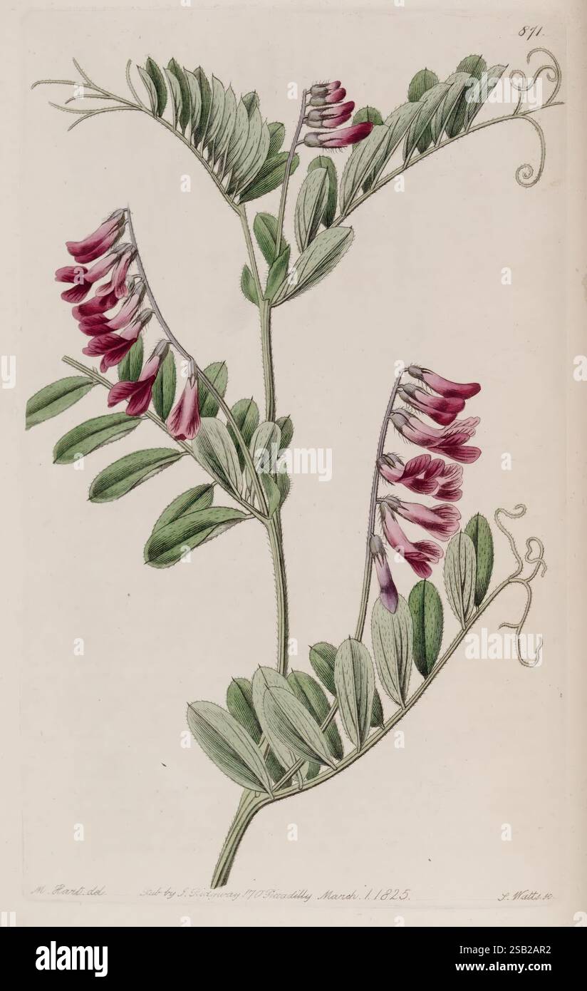 The Botanical Register, London, Printed for James Ridgway, 1815-1828 ...