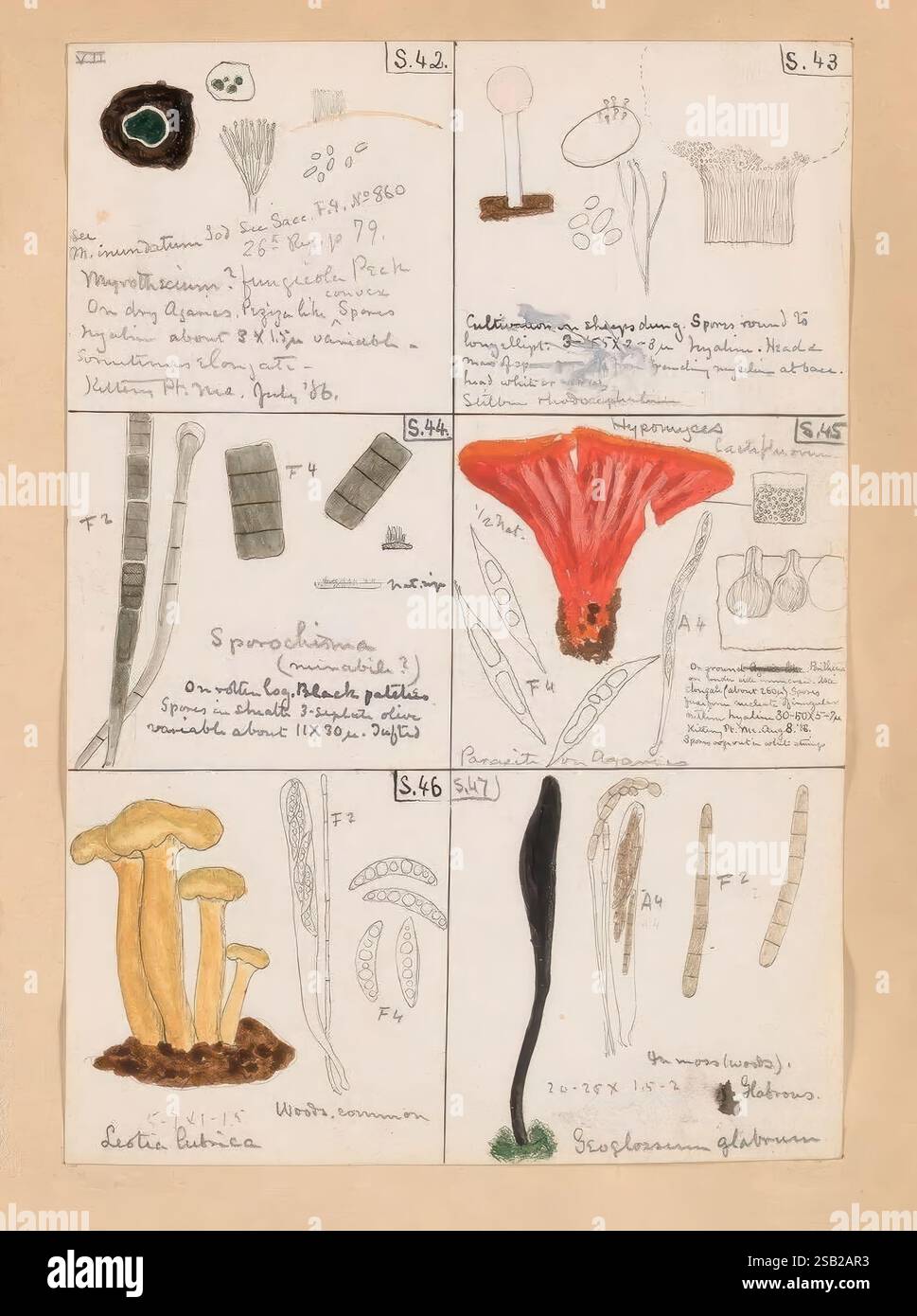 Roland Thaxter sketch book Stock Photo - Alamy