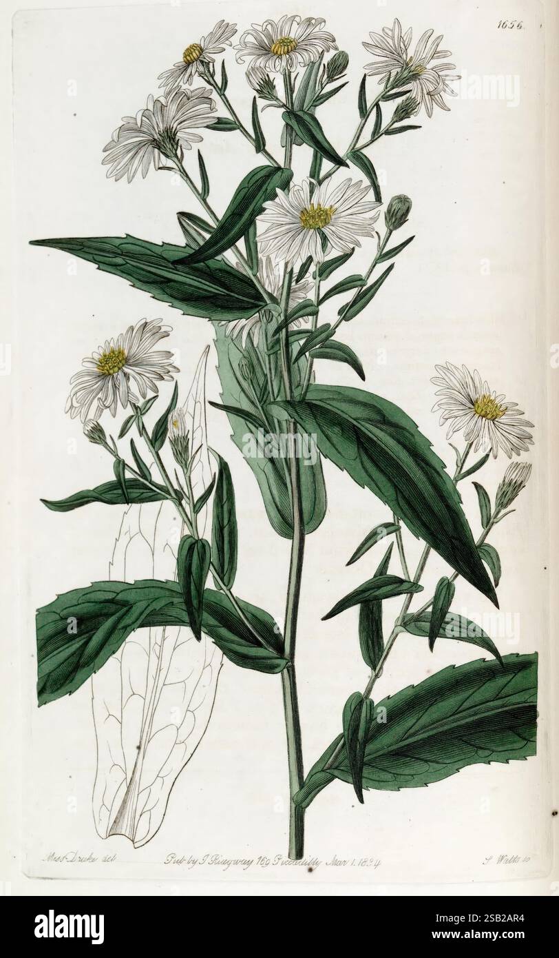 Plant introduction plants ornamental 32 sarah ann drake 2 women hi-res ...
