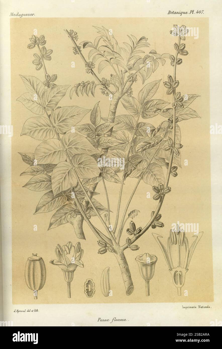 Histoire physique, naturelle, et politique de Madagascar Paris, Impr ...