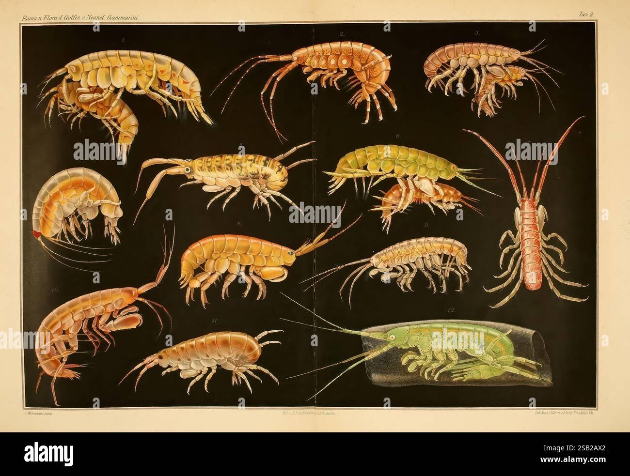 Differing anatomy hi-res stock photography and images - Alamy