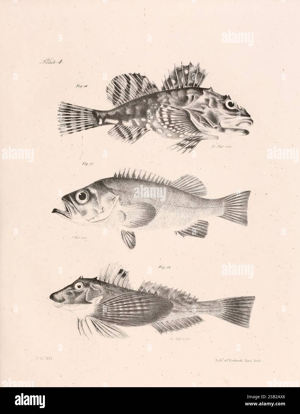 Zoology of New York, Albany, W. & A. White & J. Visscher, 1842-44 ...